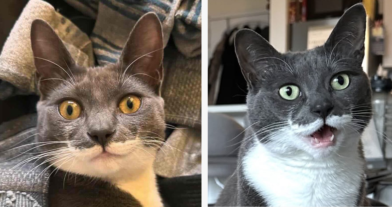 Heartwarming Cat Stories: Amazing True Tales of Feline Fun