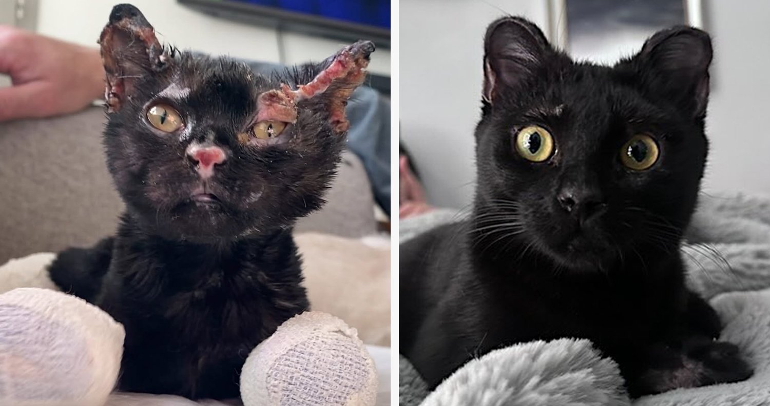 After Surviving Terrible Burns, Special Kitten Finds Home Filled with ...