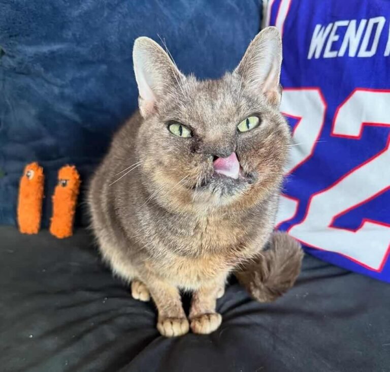 Electrocuted Kitten Finds Forever Home With the Vet Tech Who Refused to ...
