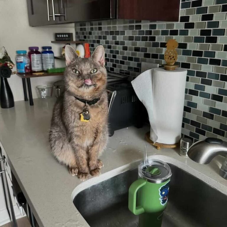 Electrocuted Kitten Finds Forever Home With the Vet Tech Who Refused to ...