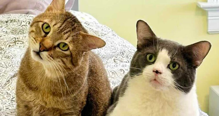 Cat stories and more - We Love Cats and Kittens