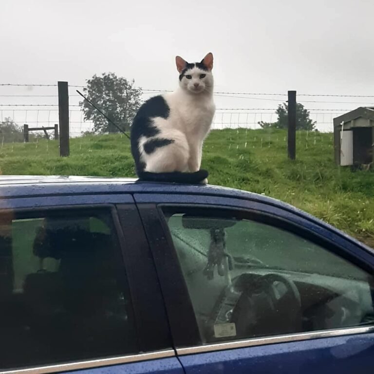 Stray Cat Finds Unlikely Family in Flock of Sheep and Becomes Their ...