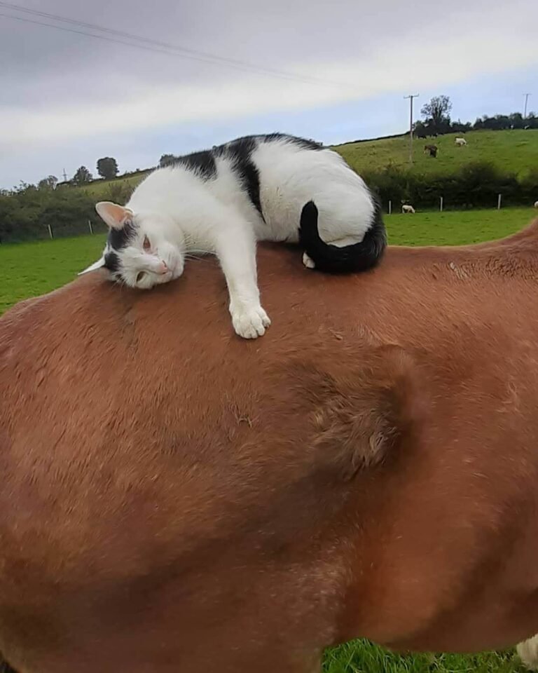 Stray Cat Finds Unlikely Family in Flock of Sheep and Becomes Their ...