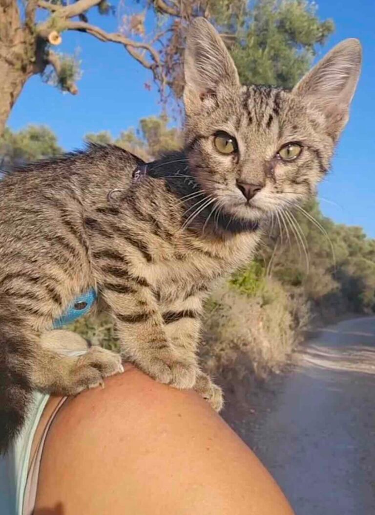 She Rescued A Flea-Covered Kitten From A Bush And Gets Lifelong ...