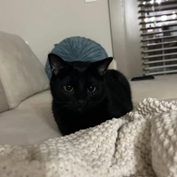 Meet Luca, the Cat Who Turned a Kitchen Sink Into His Personal Water ...