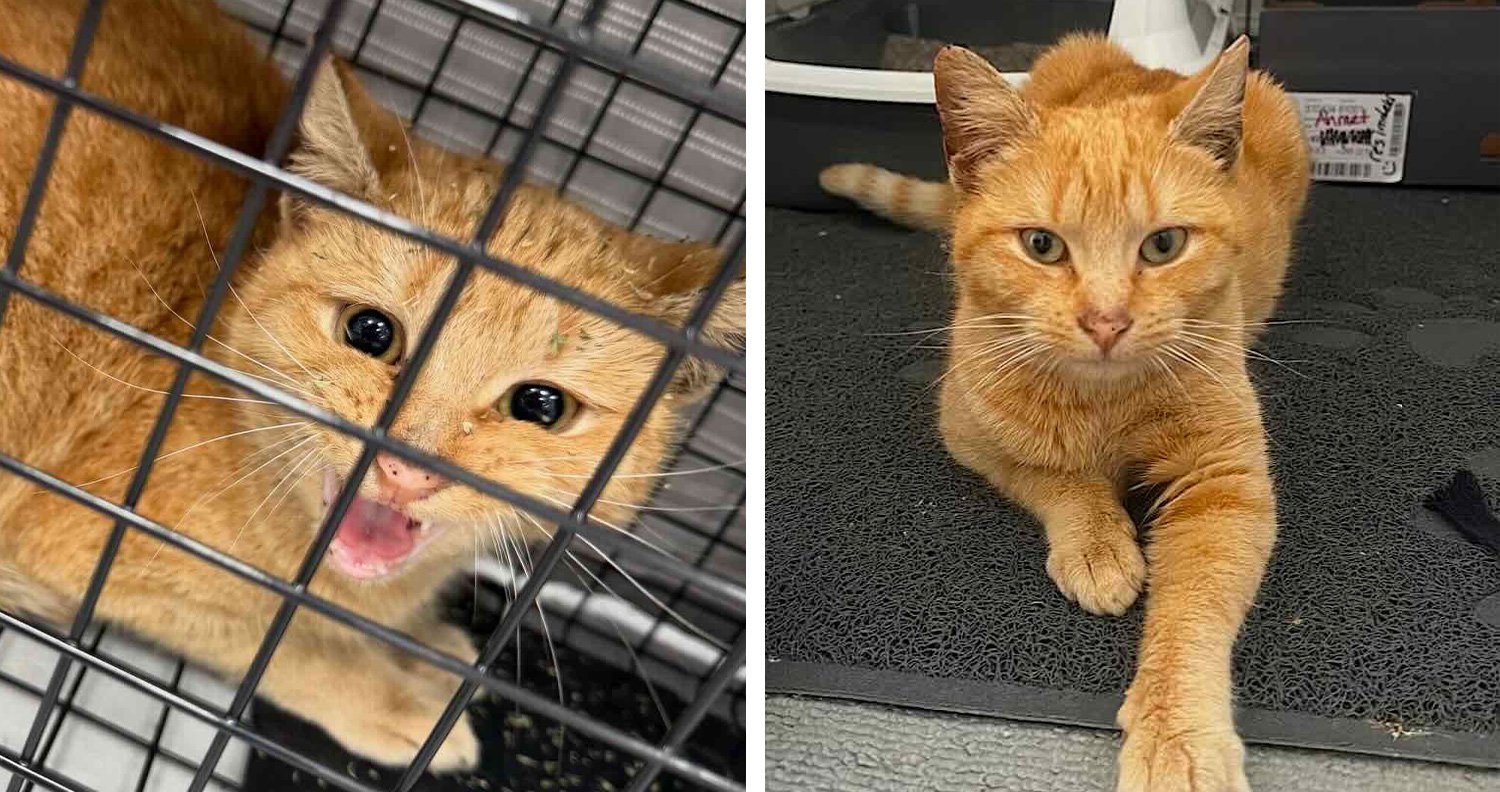 Heartwarming Cat Stories: Amazing True Tales of Feline Fun