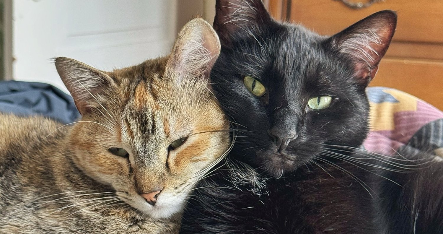 Two Forest Kittens Heal a Grieving Family's Heart in the Most ...