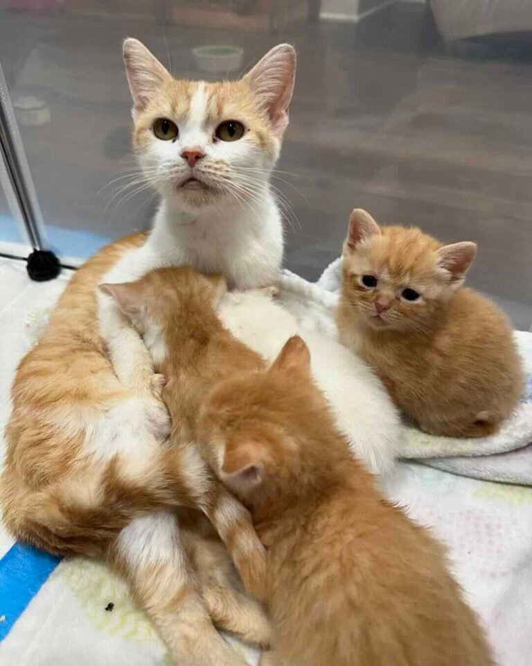 Shelter Cat Mom Gets Second Chance and Saves Her Babies Against All ...