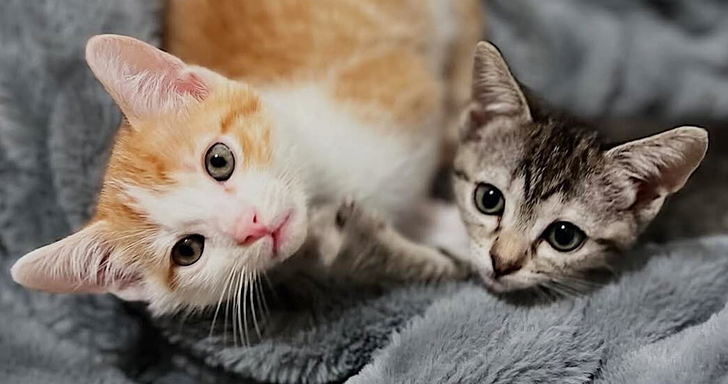 Two Special Needs Kittens Show the World What Sibling Love Really Means ...