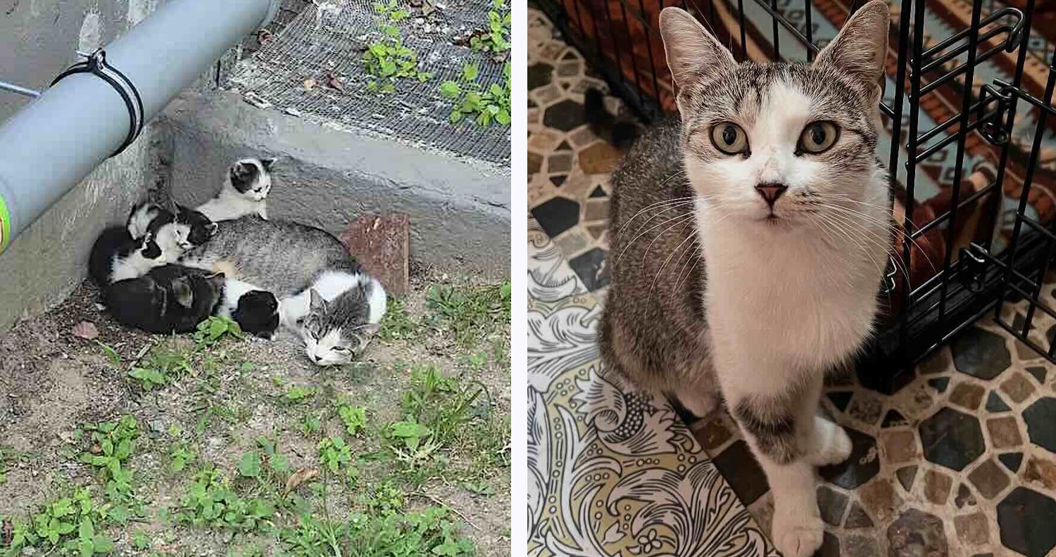 Young Cat Mom Raises 5 Kittens on the Streets Until Rescuers Step In to ...