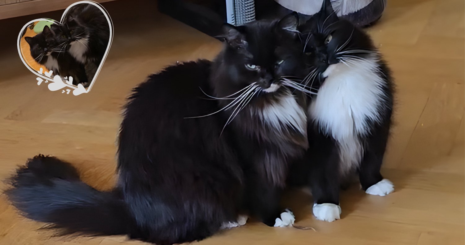 Doom and Gloom: Two Cats With Very Mismatched Names!