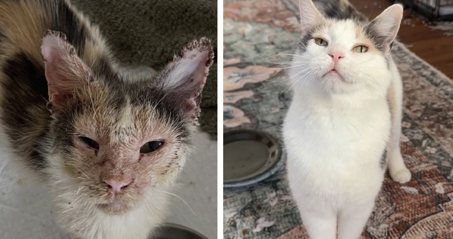 Heartwarming Cat Stories: Amazing True Tales of Feline Fun