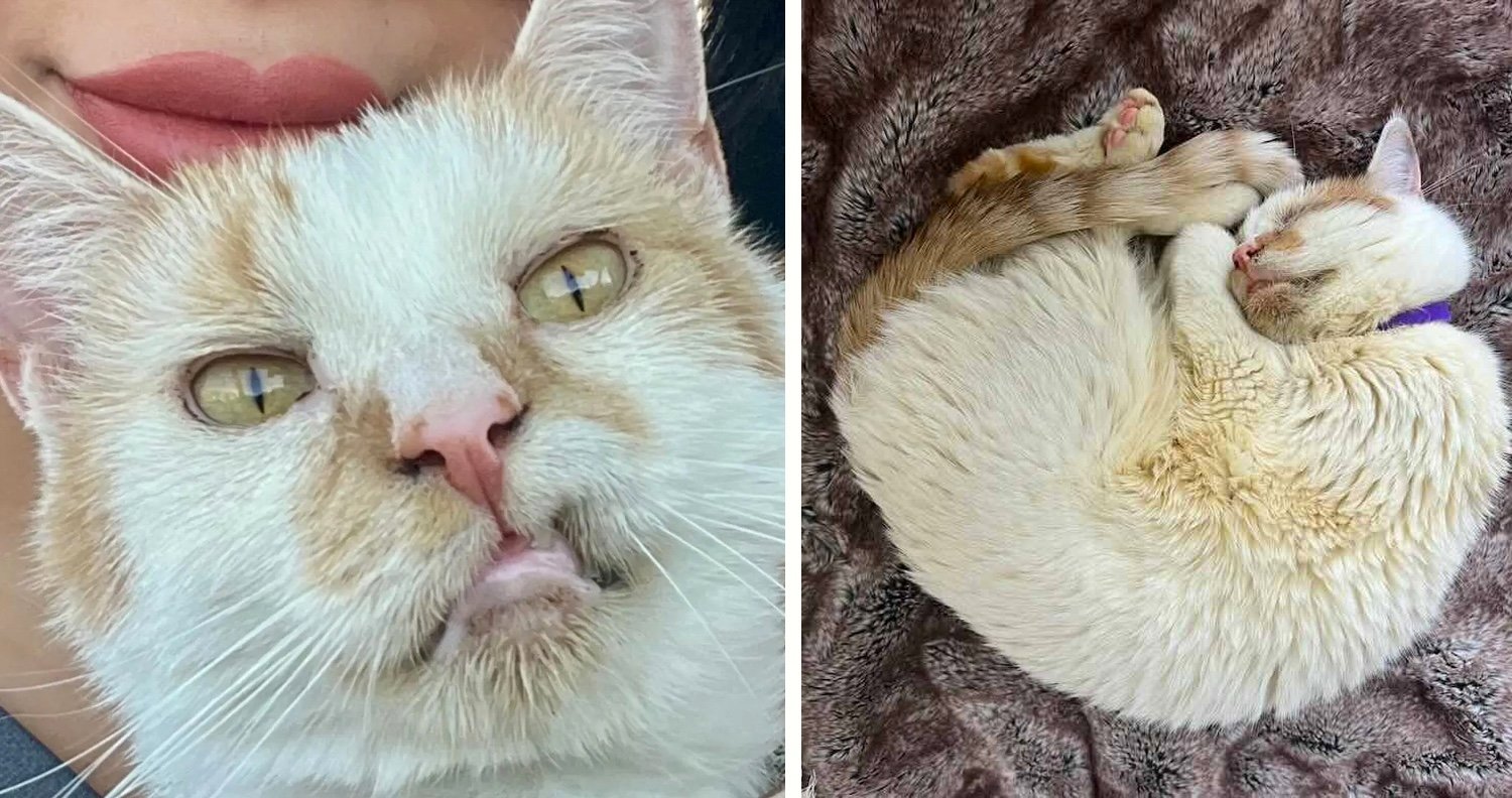 Heartwarming Cat Stories: Amazing True Tales of Feline Fun