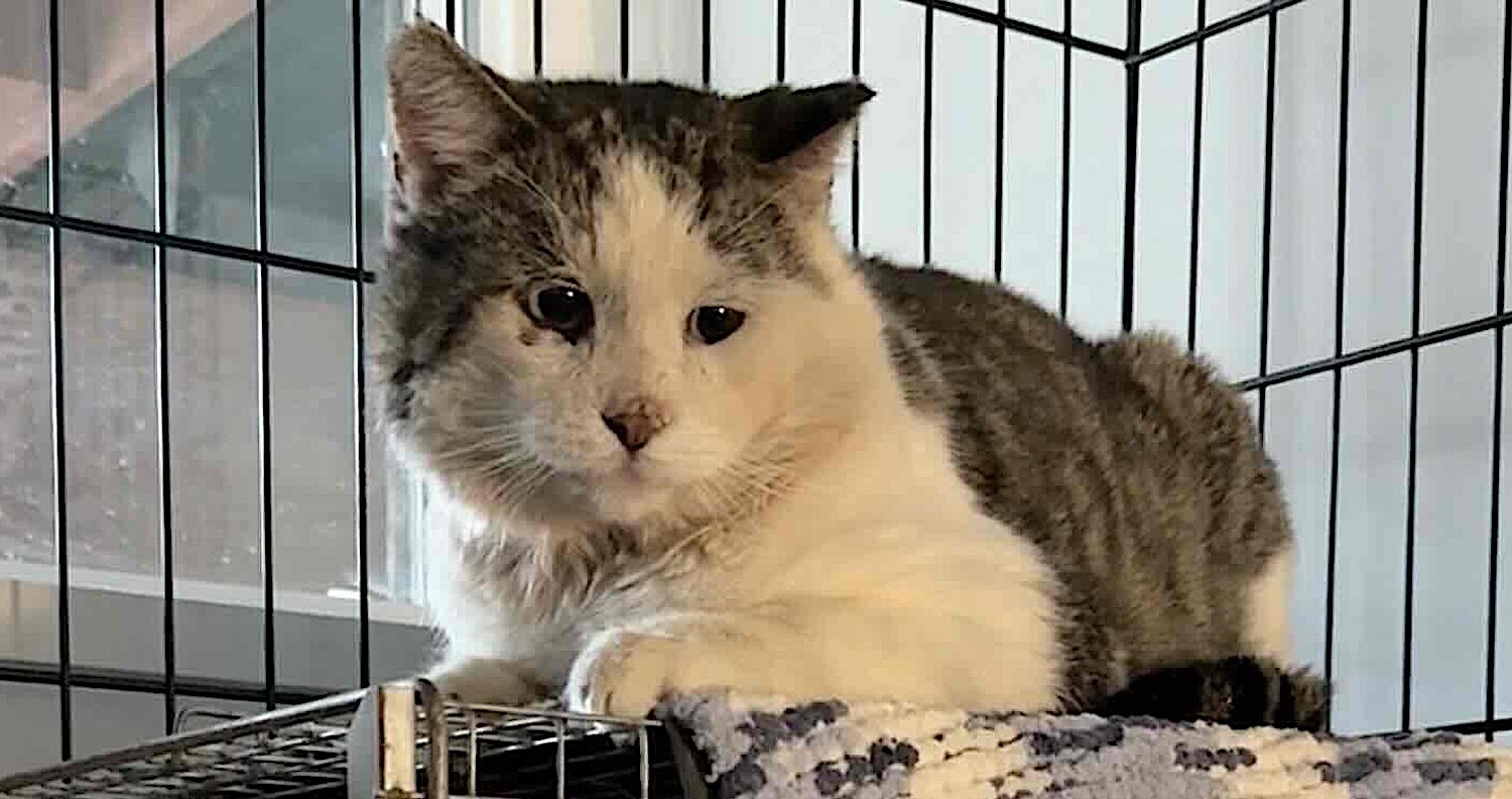 Heartwarming Cat Stories: Amazing True Tales of Feline Fun